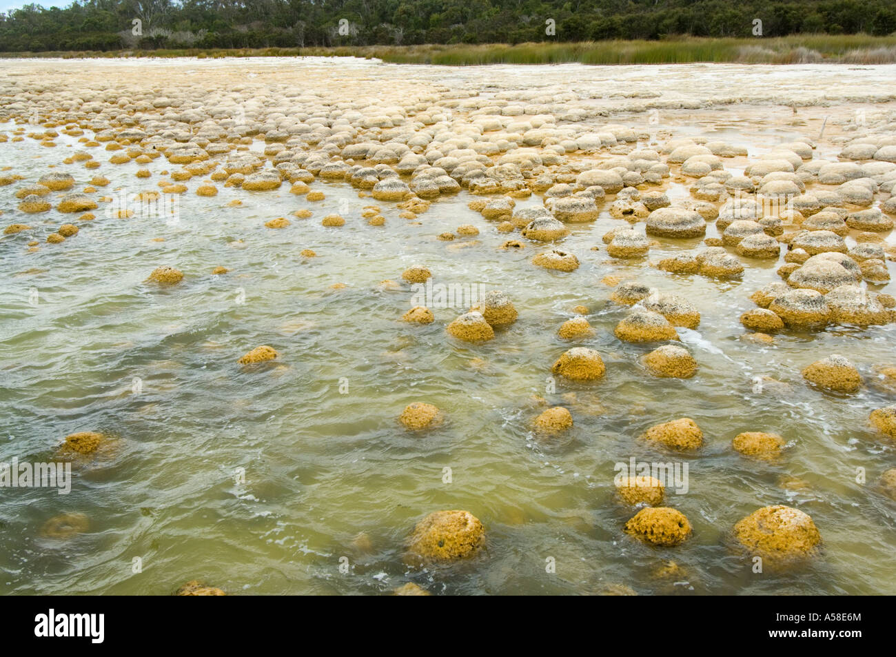 Thrombolites, 'living rock' microbialites, built by micro-organisms ...
