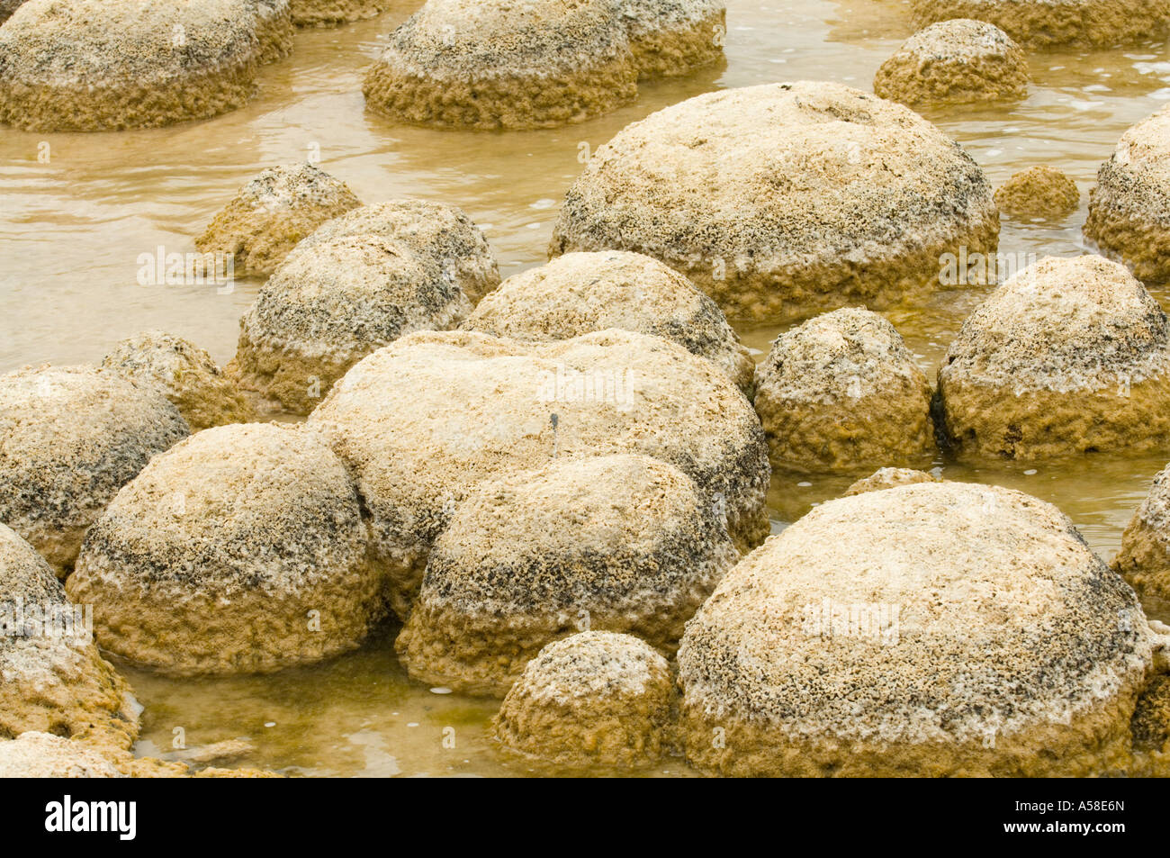 Thrombolites, 'living rock' microbialites, built by micro-organisms ...