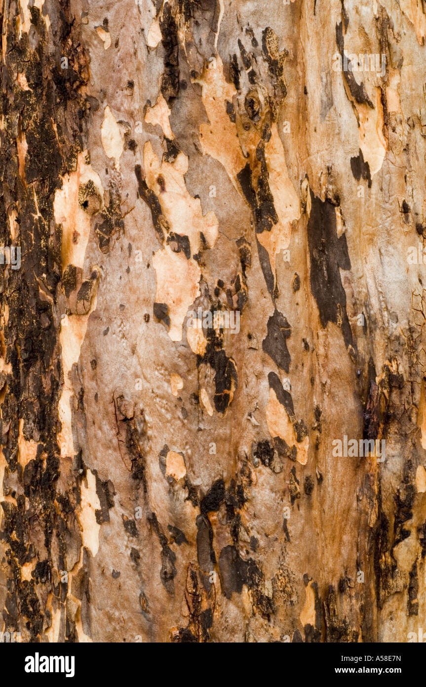 Brown Mallet tree (Eucalyptus astringens) close-up bark, Dryandra ...