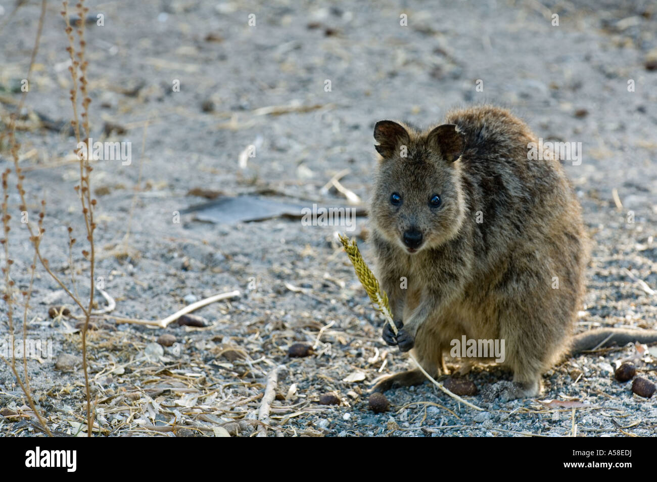 Quokka (Setonix brachyurus) feeding on barren land during drought ...
