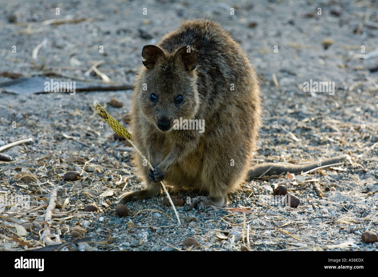 Quokka (Setonix brachyurus) adult, feeding on vegetation, on barren ...