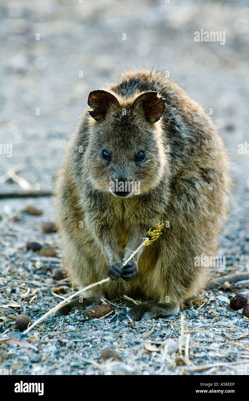 Quokka (Setonix brachyurus) adult, feeding on vegetation, on barren ...