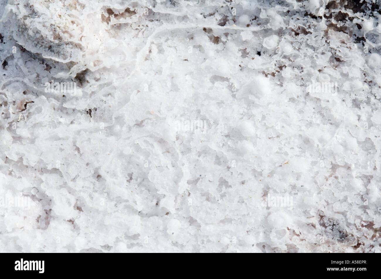 Salt crystals on the shore of Lake Gardner during the drought of summer ...