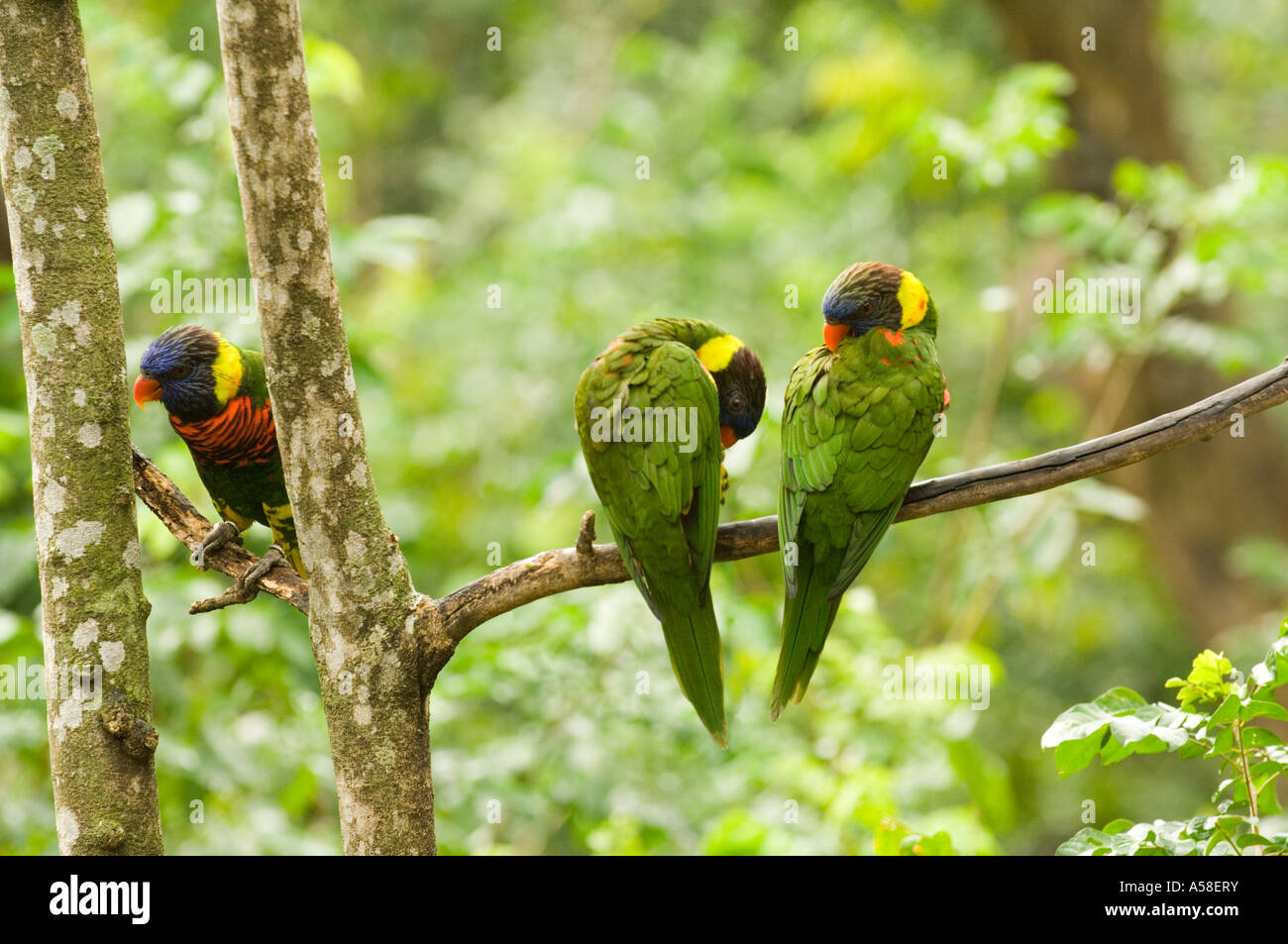 Rainbow Lorikeet (Trichoglossus haematodus) in walk-in aviary Lory Loft ...
