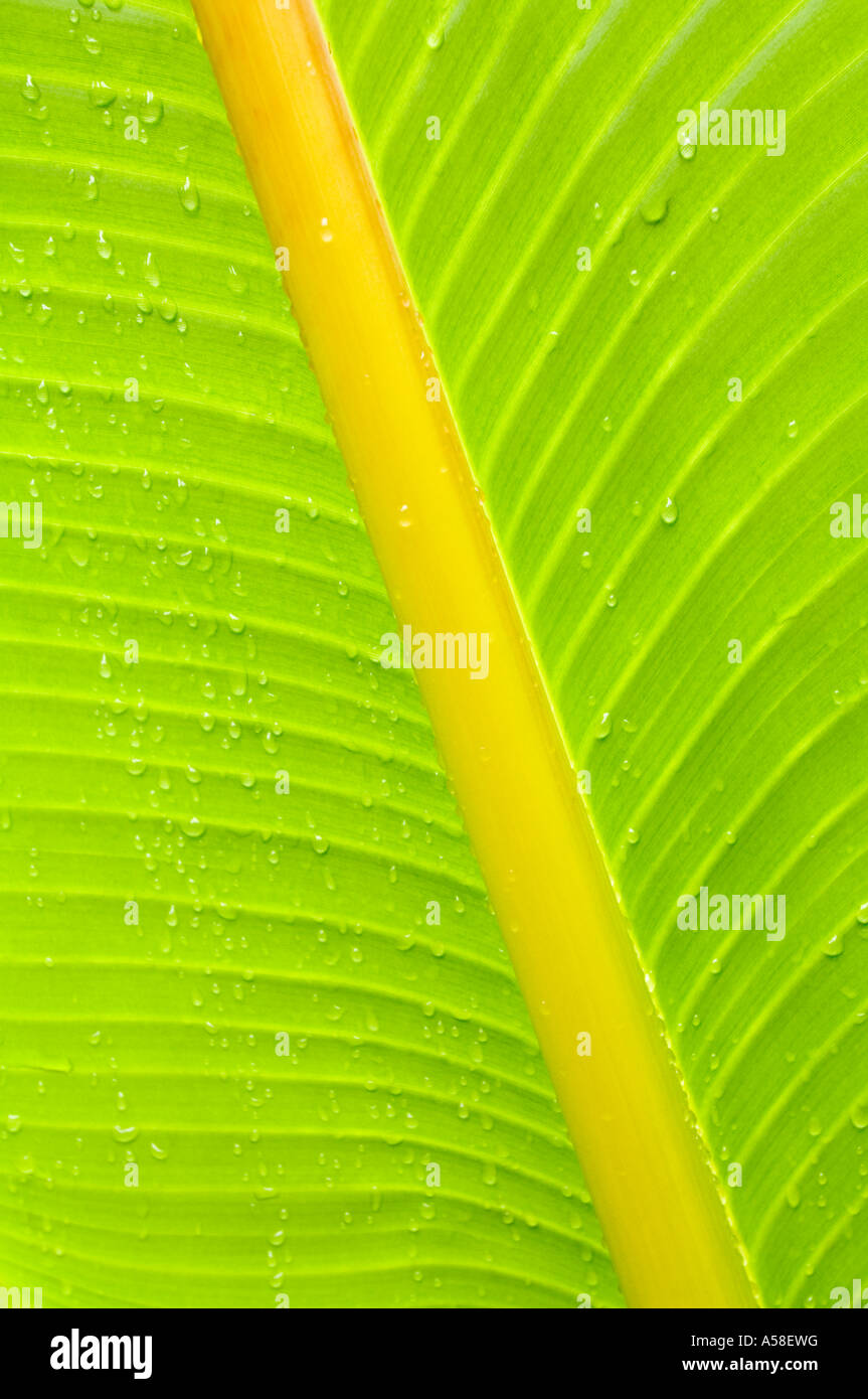 Banana musa sp leaf hi-res stock photography and images - Alamy