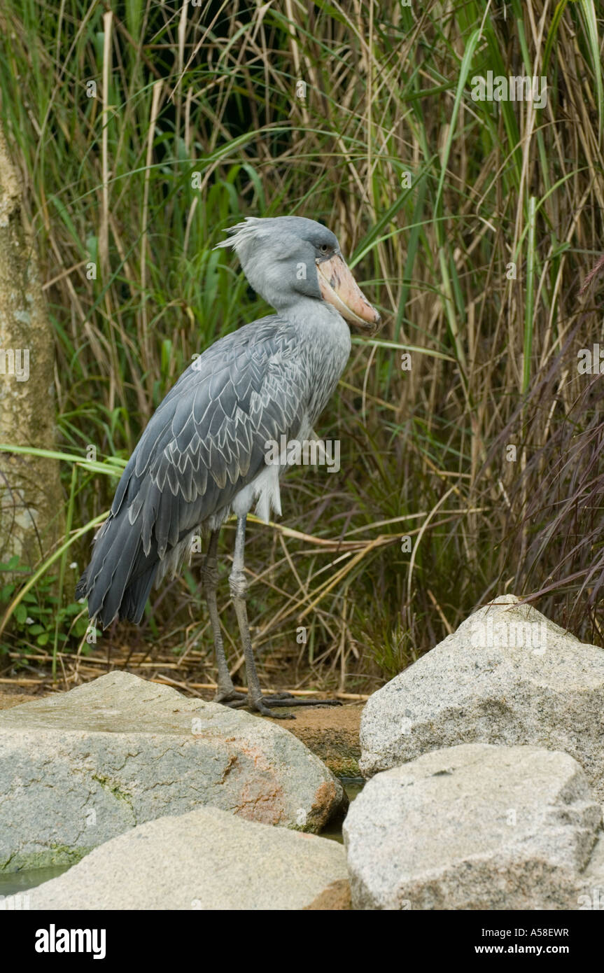 Shoebill stork hi-res stock photography and images - Alamy
