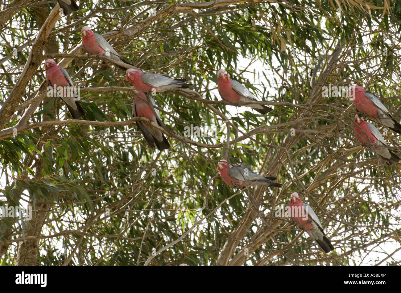 Galah (Cacatua roseicapilla) Flock on Tree South Western Australia ...
