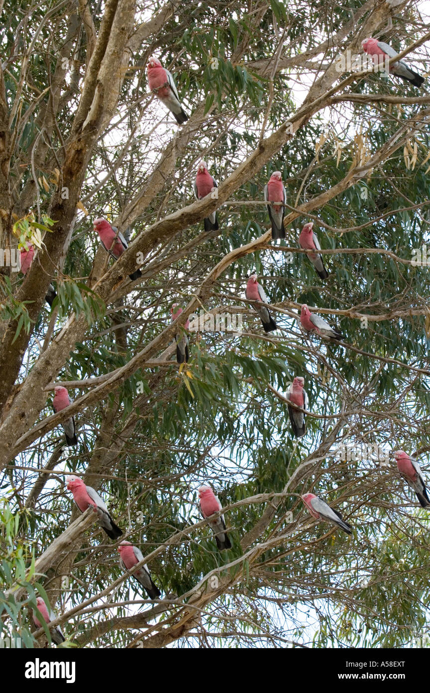 Galah (Cacatua roseicapilla) flock perching on eucalyptus tree ...