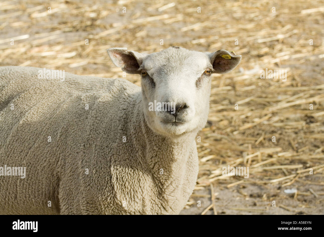Horn Texel ram, close-up of head, during drought conditions, Rocky ...