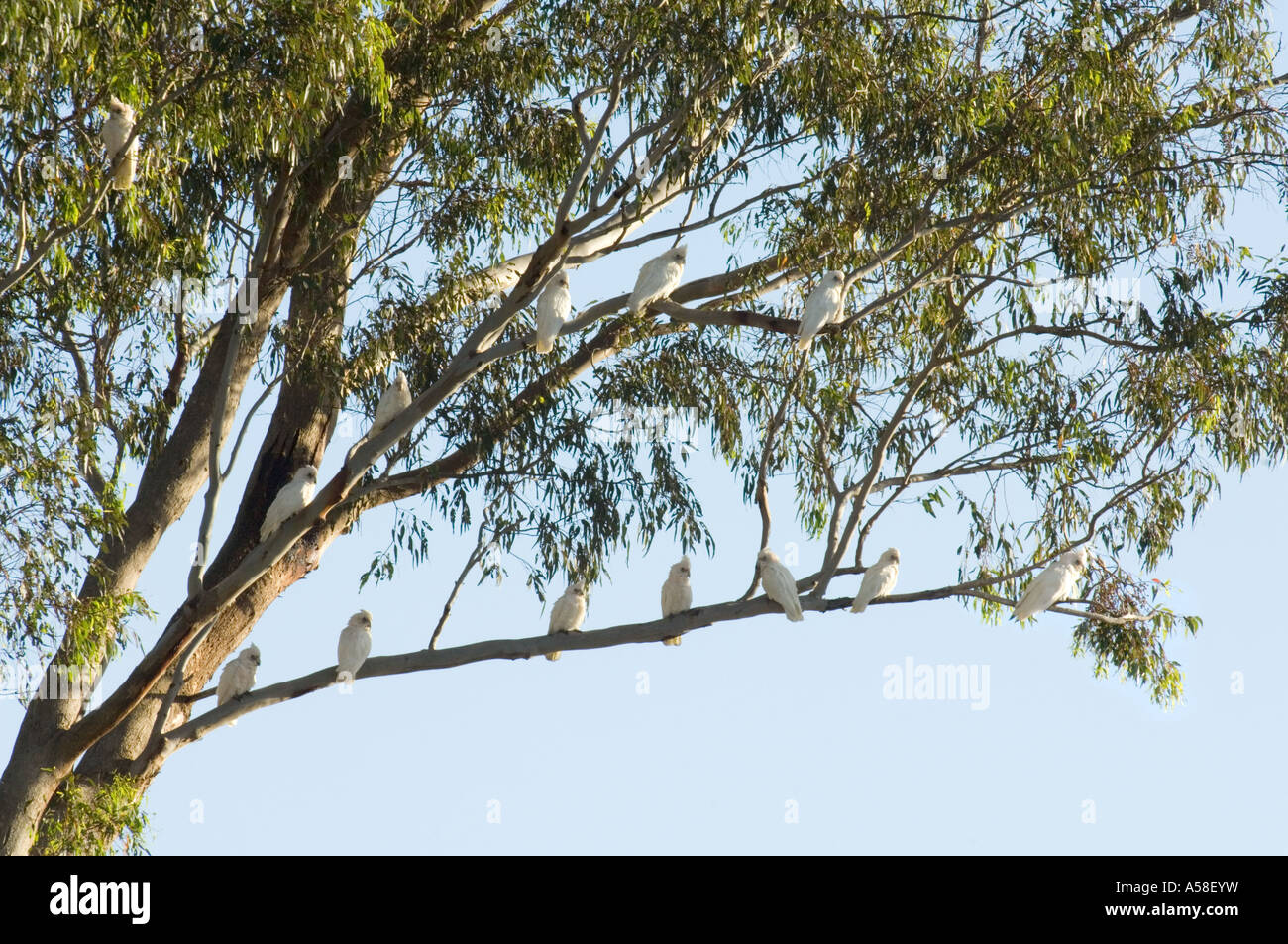 Flock of Western Long-billed Corellas (Cacatua pastinator) sitting on ...