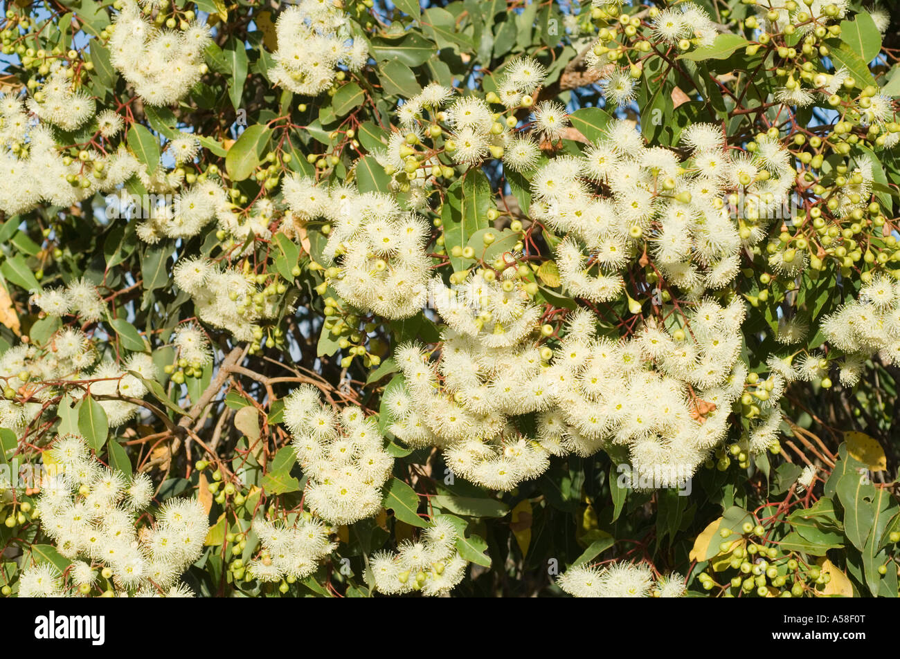 Snow gum hi-res stock photography and images - Alamy