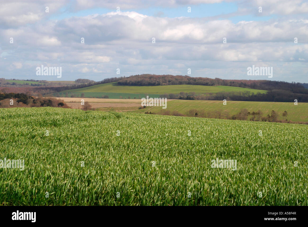 View of cornfields in the South Downs National Park at Halnaker near ...