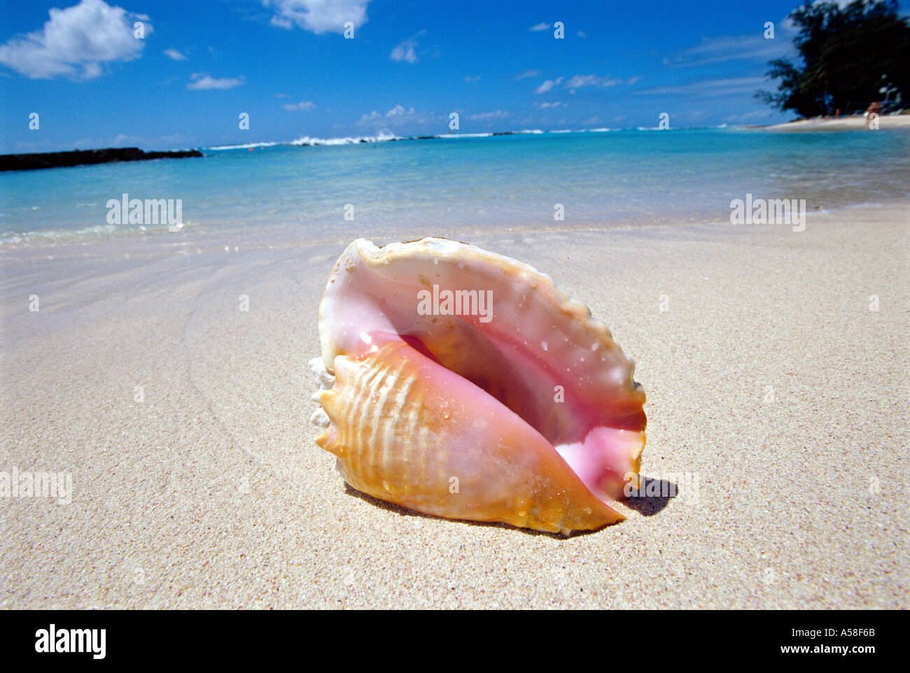 Conch Shell on Beach Stock Photo - Alamy