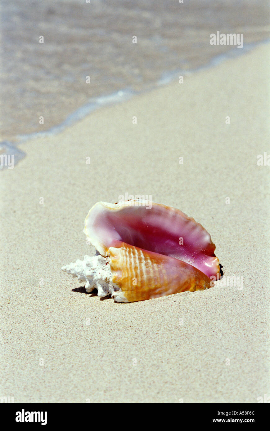 Conch Shell on Beach Stock Photo - Alamy