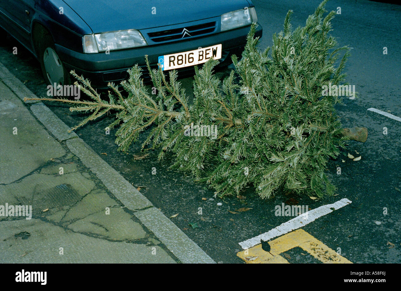 Discarded Christmas tree on a London street in January Stock Photo - Alamy
