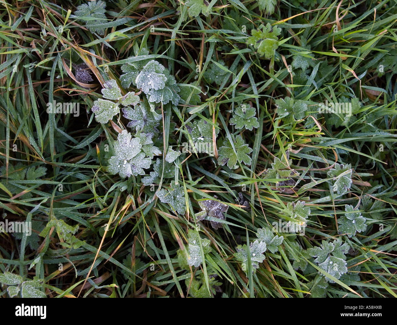 Creeping Buttercup Leaves High Resolution Stock Photography and Images ...