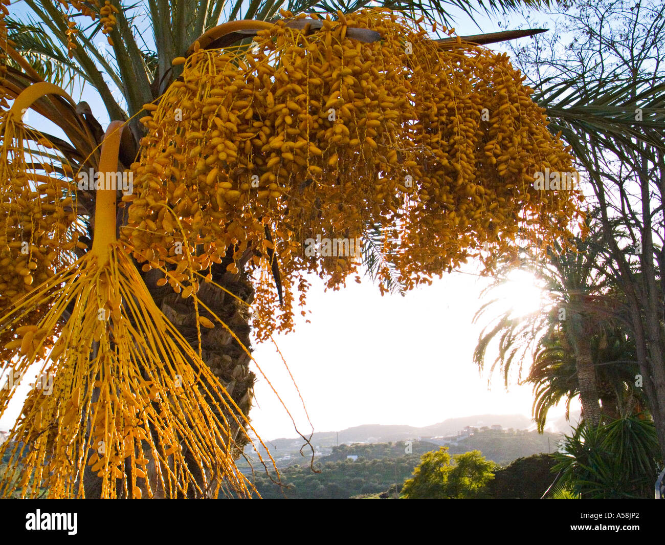 Clusters dates in date palm hi-res stock photography and images - Alamy
