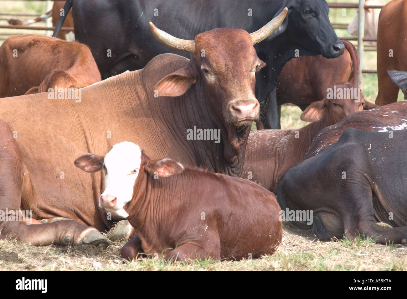Tropical beef cattle hi-res stock photography and images - Alamy