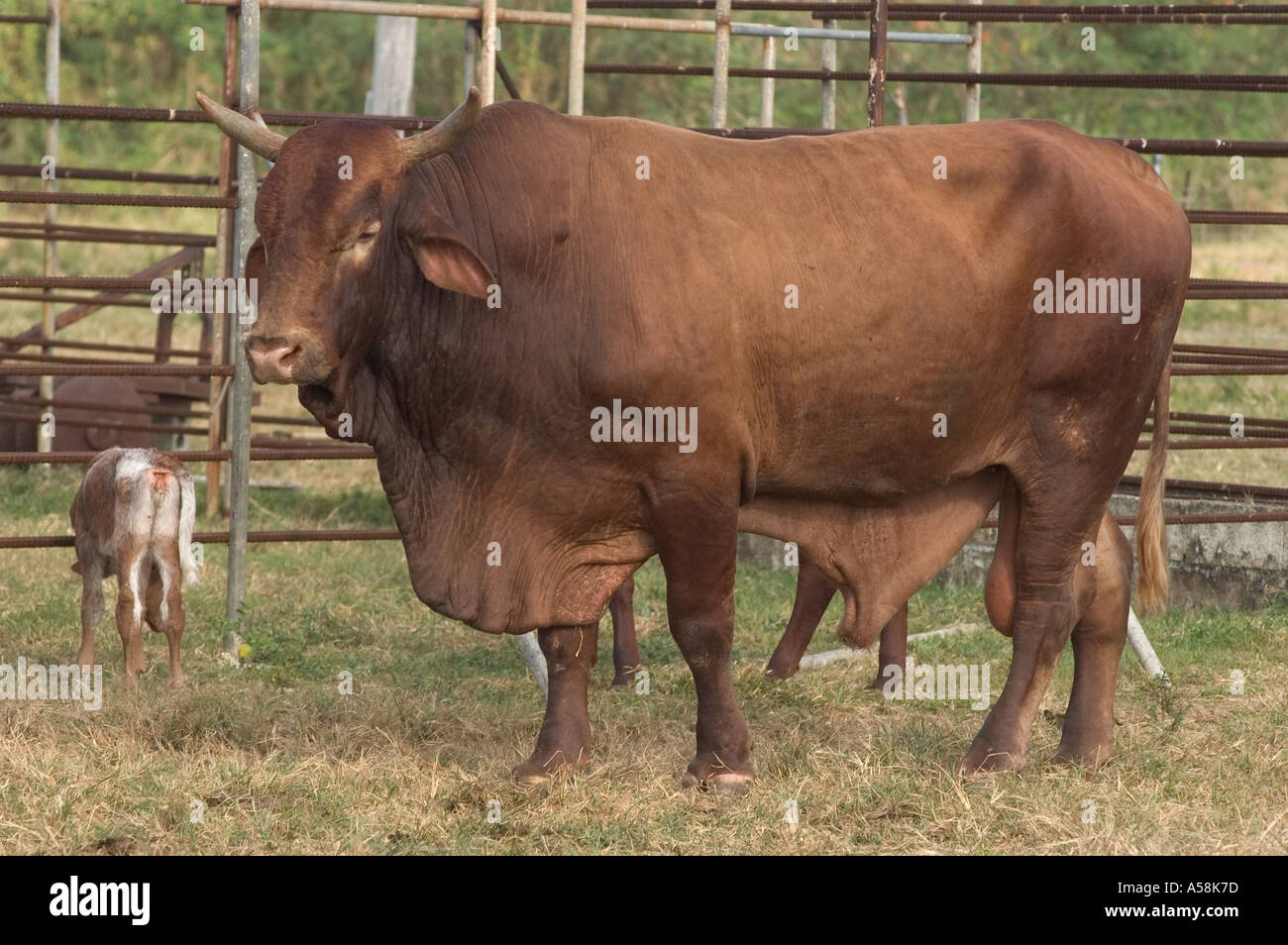 Tropical beef cattle hi-res stock photography and images - Alamy