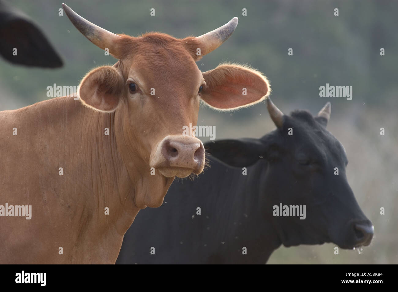 Beef cattle Saipan CNMI Stock Photo - Alamy