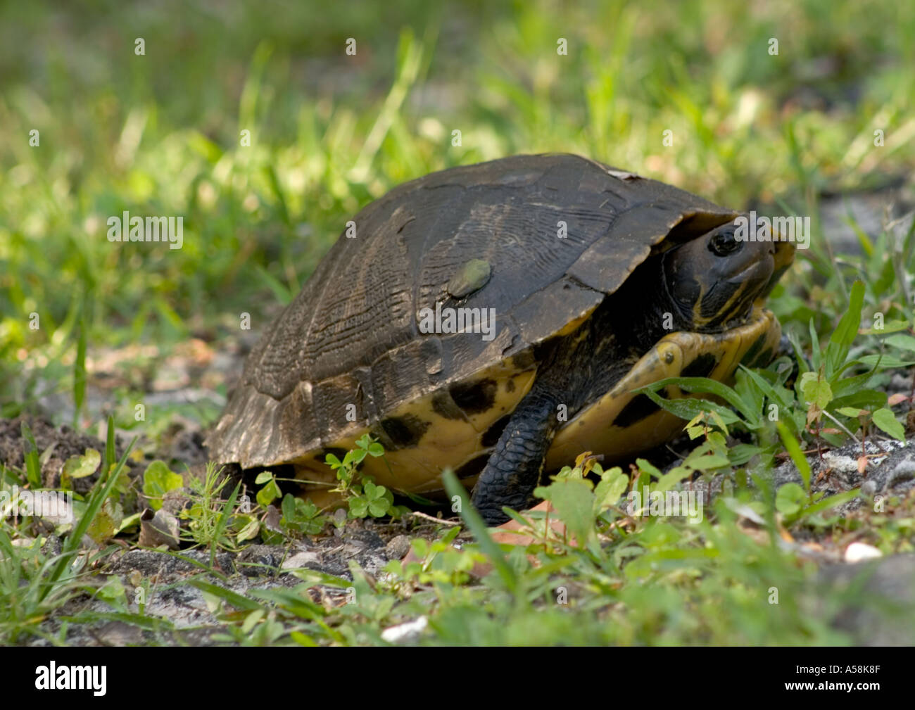 Yellow bellied slider trachemys scripta scripta Stock Photo - Alamy