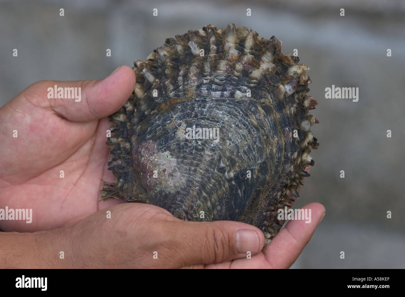 Black lipped pearl oyster hi-res stock photography and images - Alamy