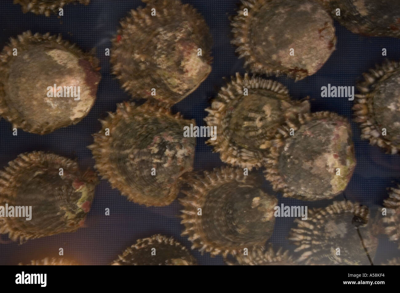 Oysters spawning in lab Stock Photo - Alamy