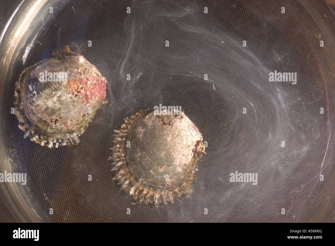 Oysters spawning in lab Stock Photo - Alamy