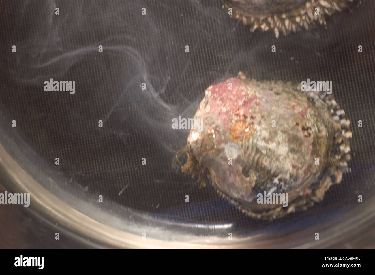 Black pearl in oyster shell hi-res stock photography and images - Alamy
