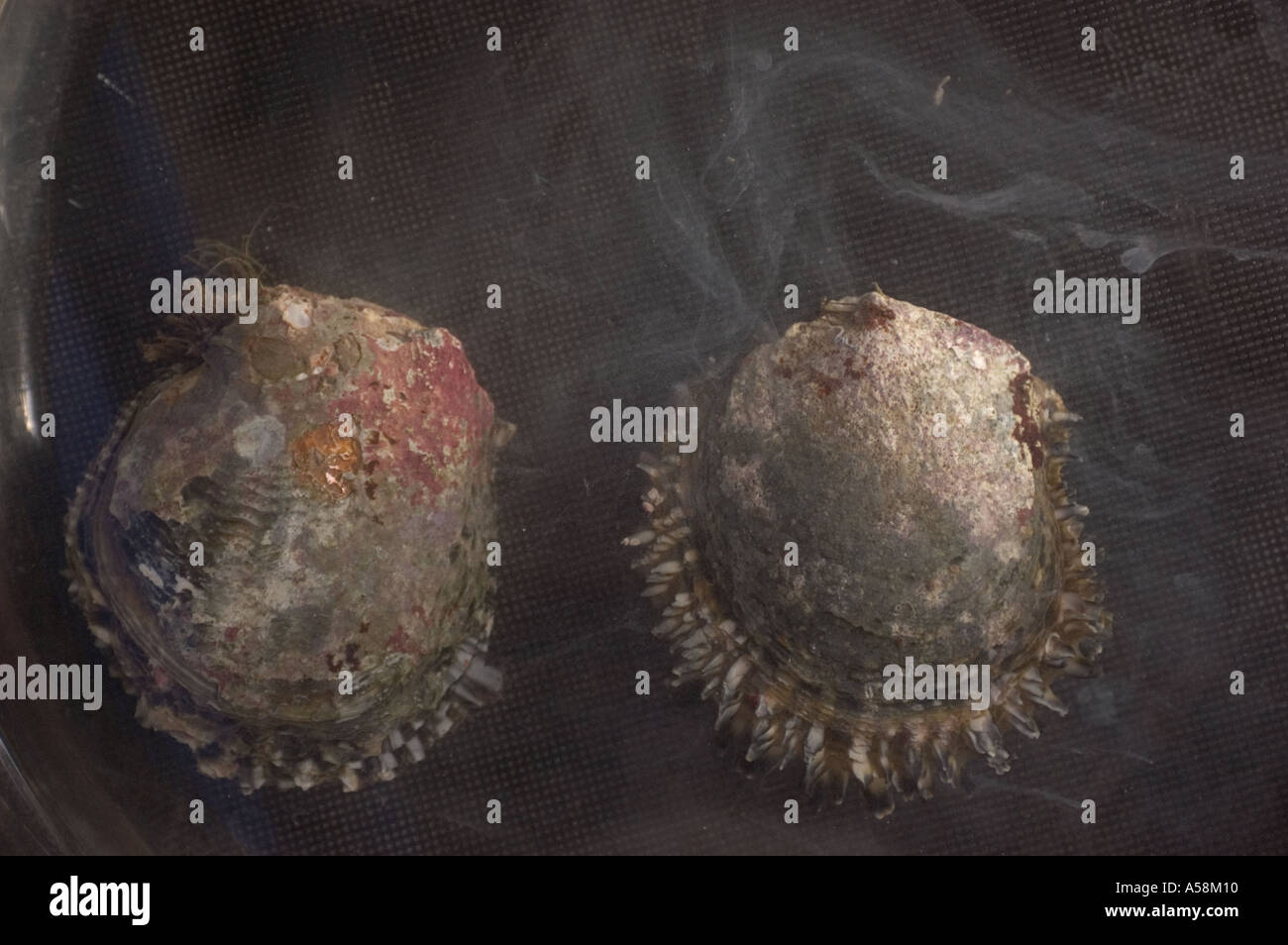 Black pearl in oyster shell hi-res stock photography and images - Alamy