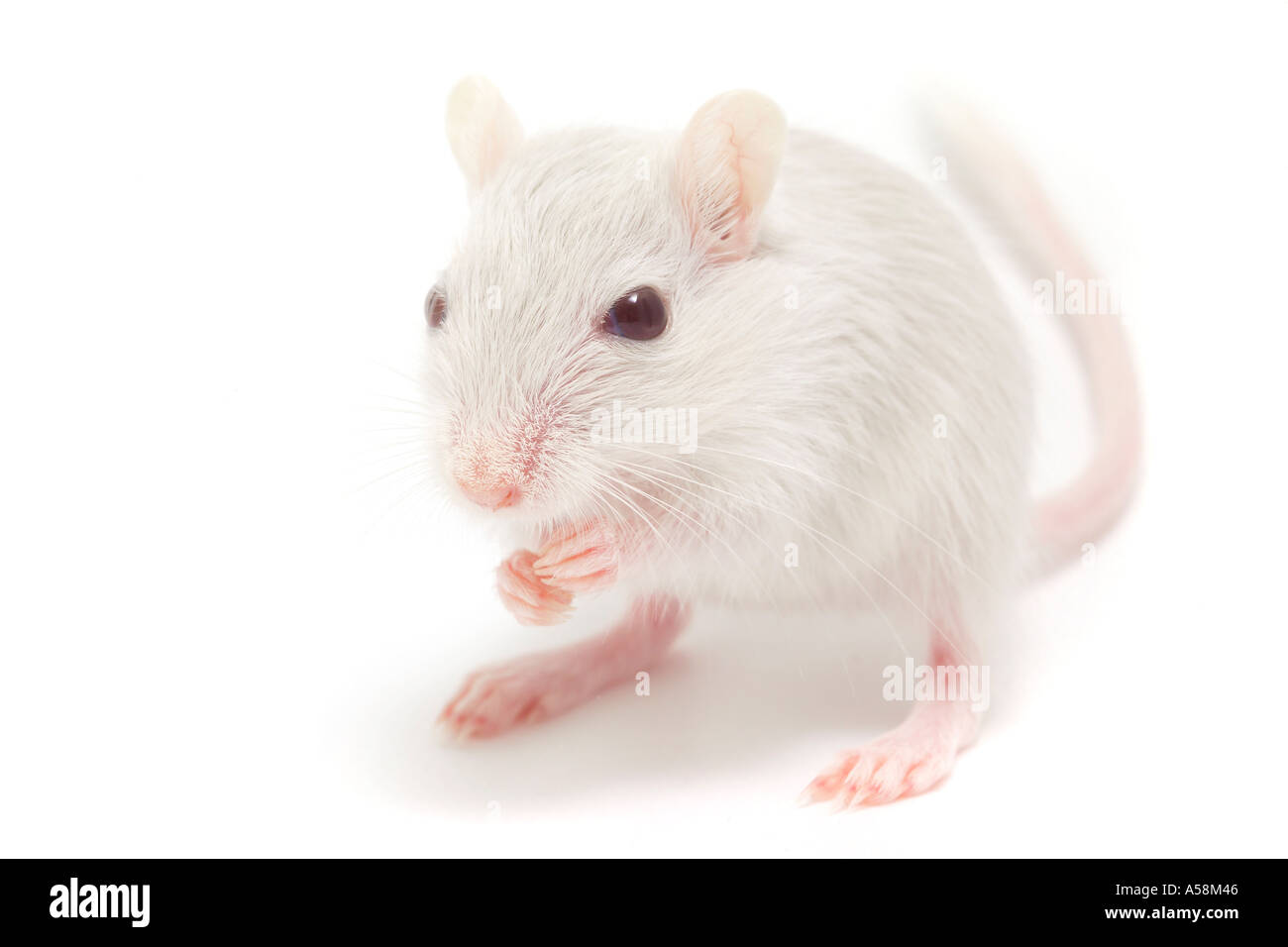White domestic gerbil on white background Stock Photo - Alamy
