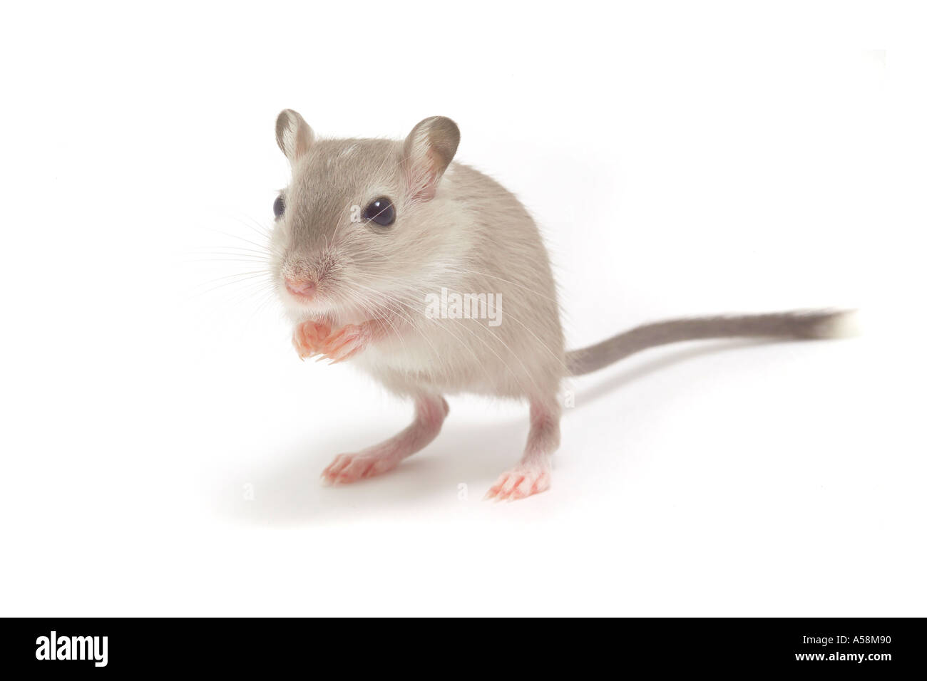 Gerbil cut out Cut Out Stock Images & Pictures - Alamy