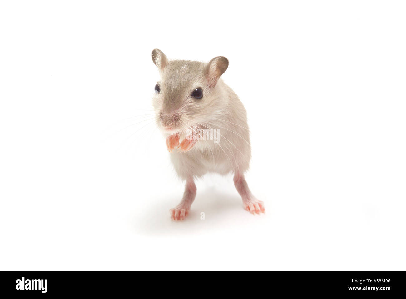 Brown domestic gerbil on white background Stock Photo - Alamy
