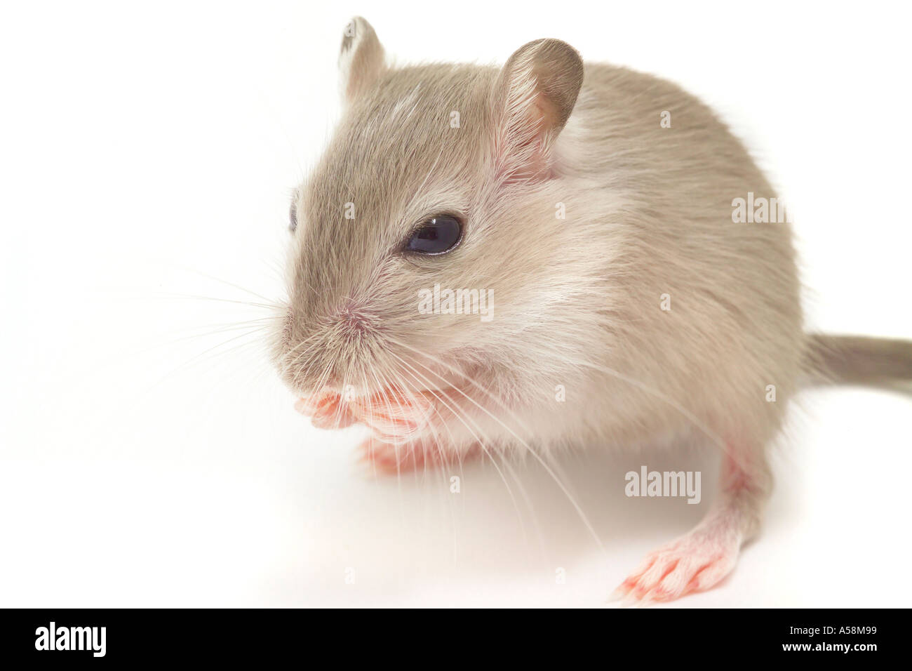 Brown domestic gerbil on white background Stock Photo - Alamy