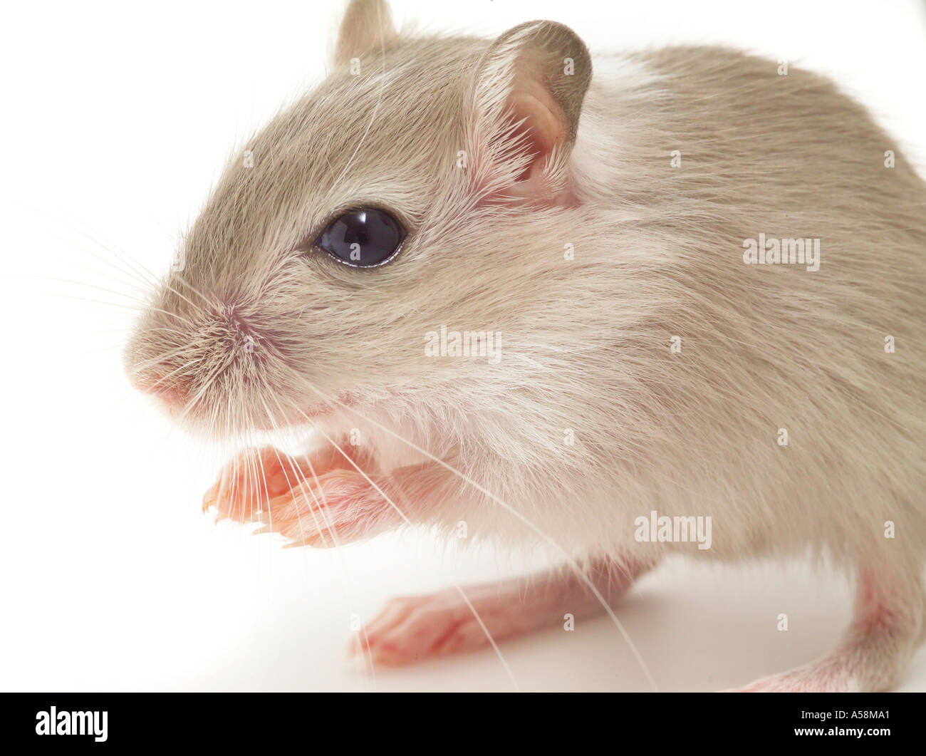 Brown domestic gerbil on white background Stock Photo - Alamy