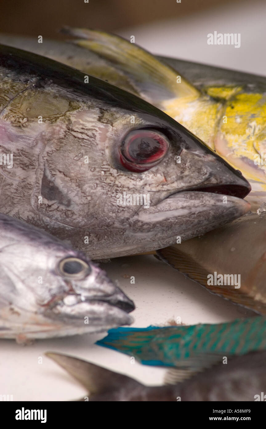 Salt water fish native to Guam USA Stock Photo - Alamy