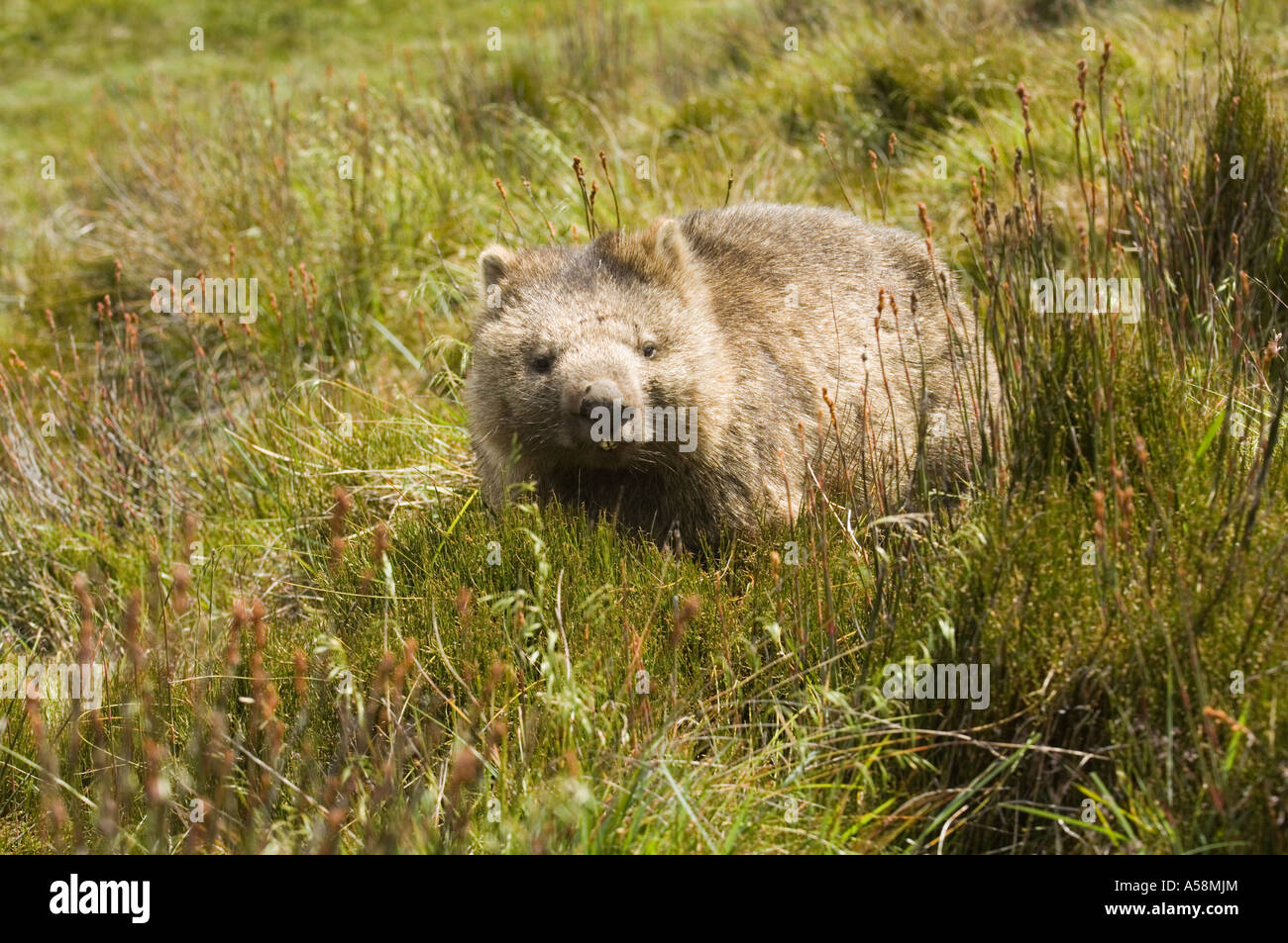 Common Wombat Stock Photos & Common Wombat Stock Images - Alamy