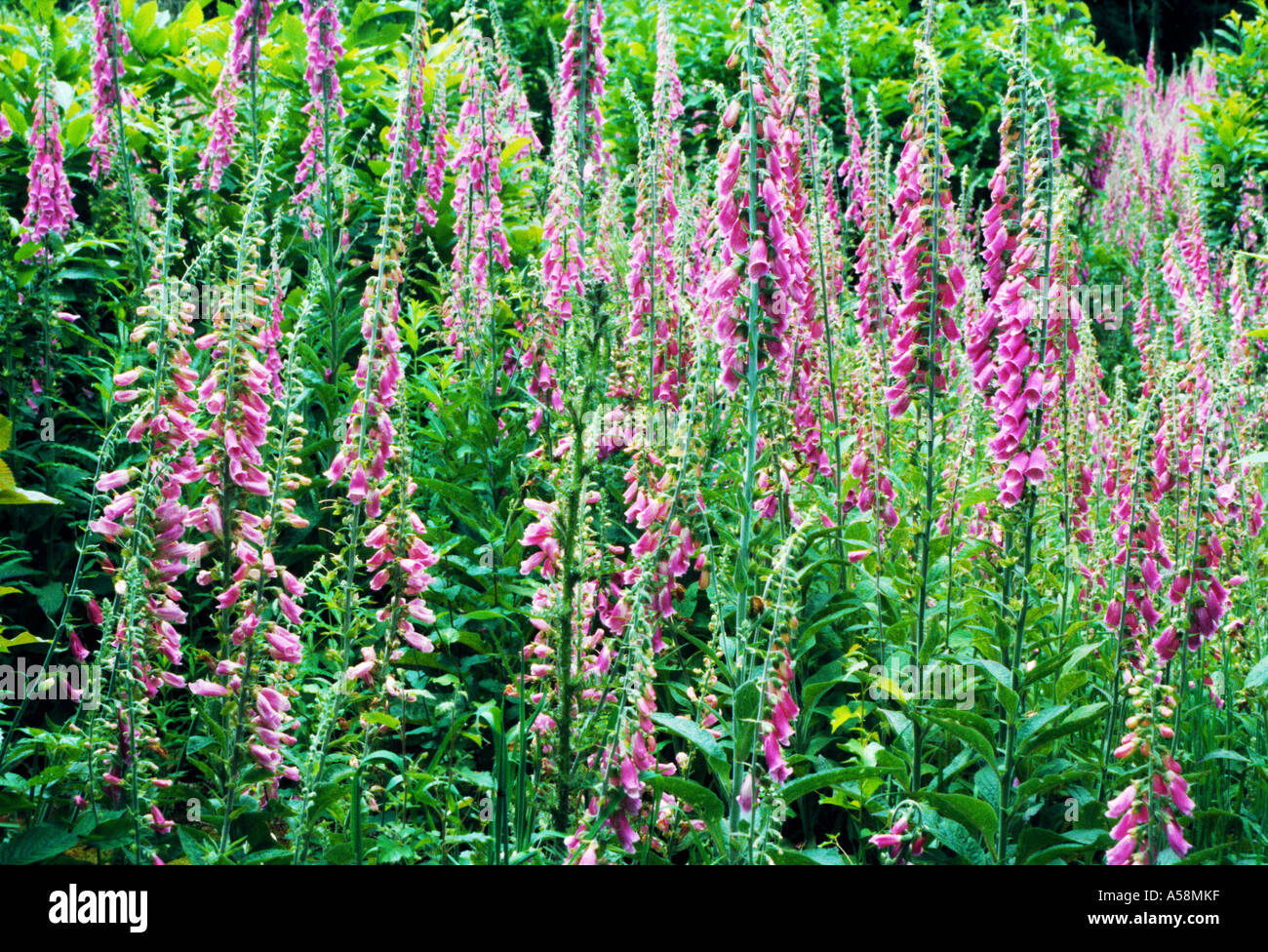 Foxglove flower fairies hi-res stock photography and images - Alamy