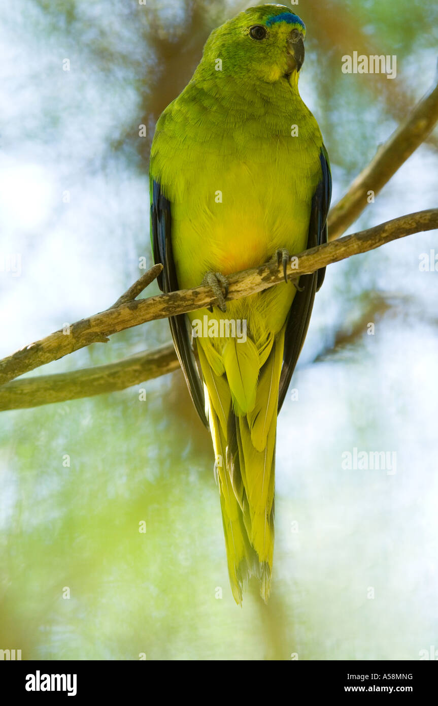 Oranged bellied parrot (Neophema chrysogaster) sitting on the branch ...