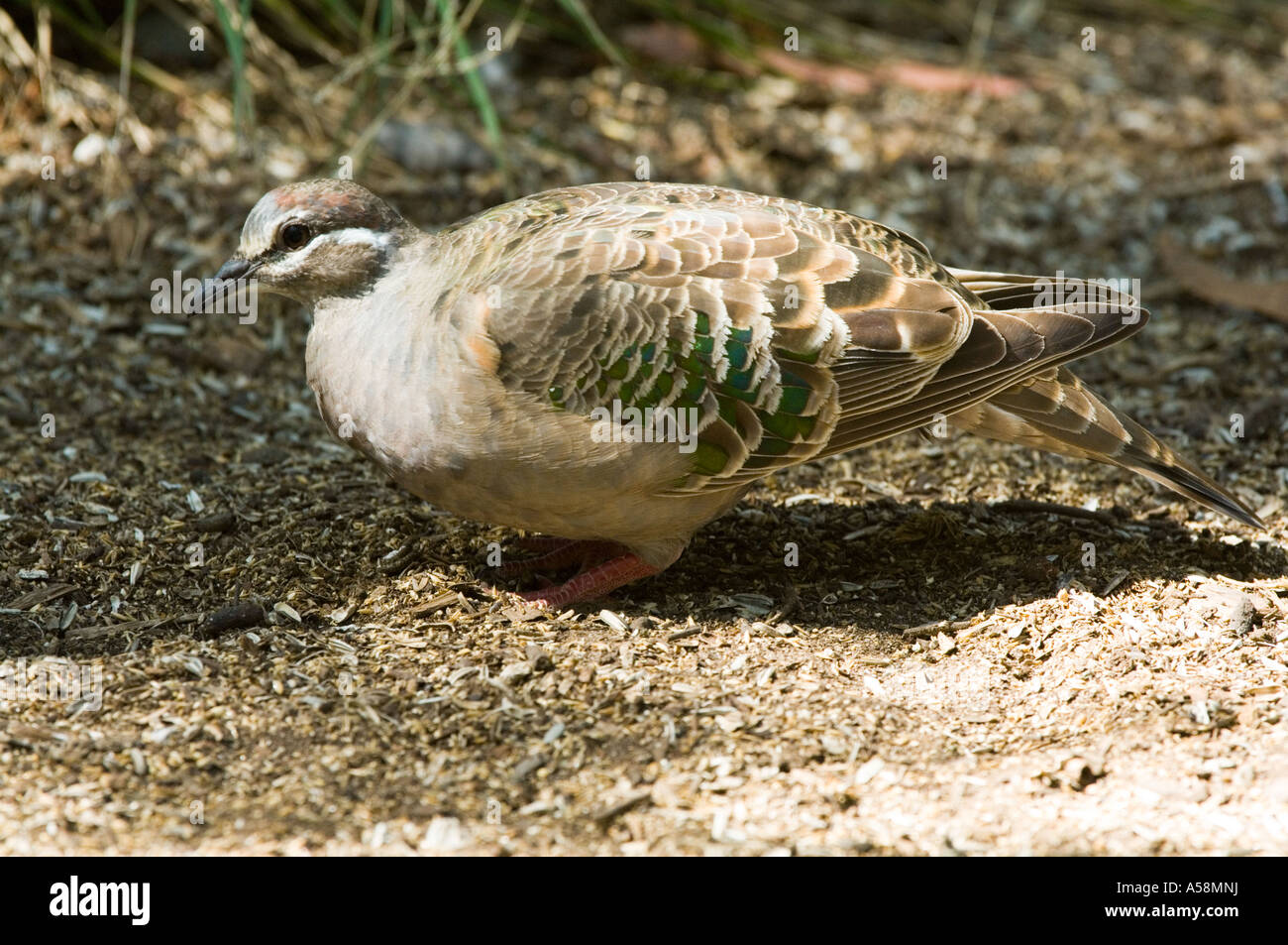 Common Bronzewing (Phaps chalcoptera) foraging on the ground, Victoria ...