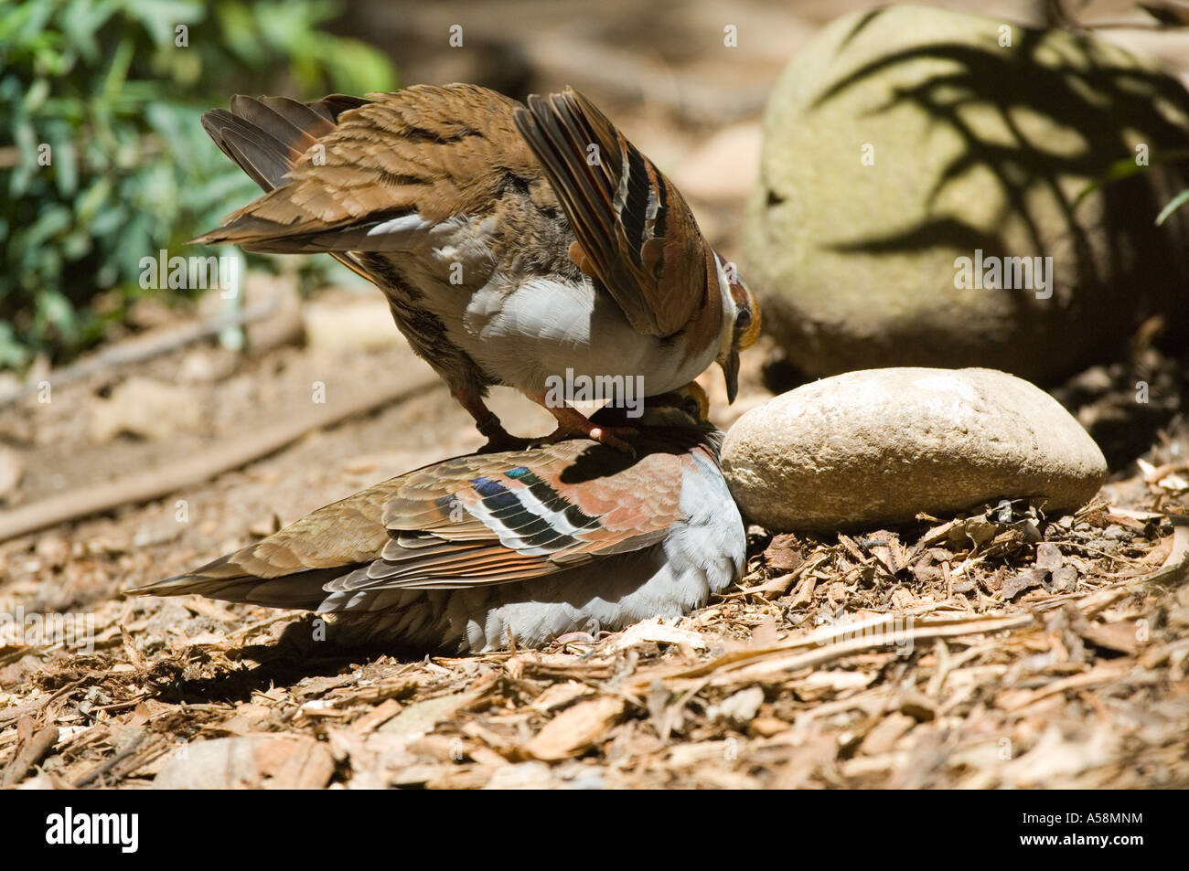 Brush Bronzewing (Phaps elegans) mating pair, Victoria, Australia Stock ...