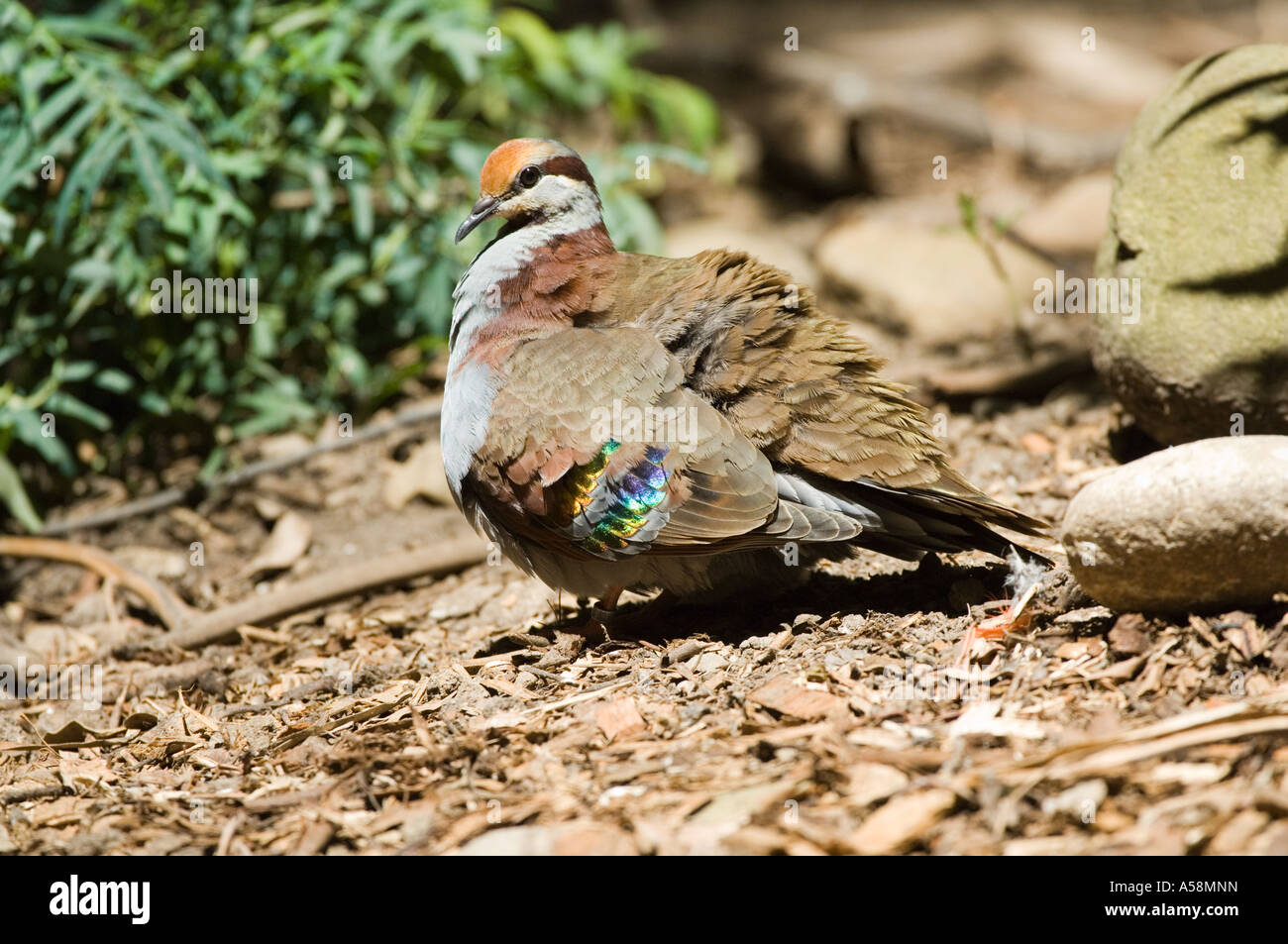 Brush Bronzewing (Phaps elegans) sunbathing Victoria, Australia Stock ...
