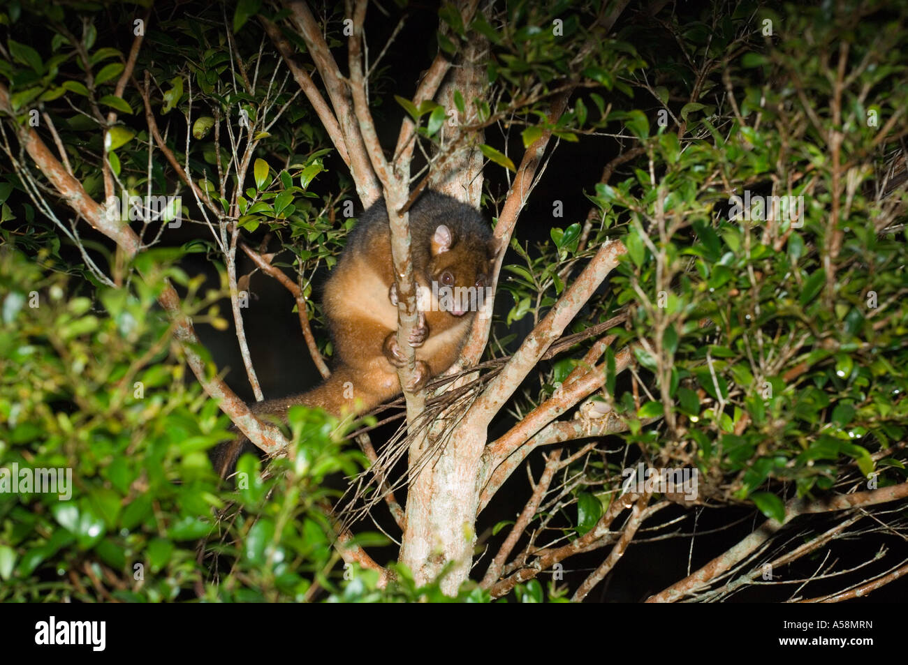 Common Ringtail Possum (Pseudocheirus peregrinus) sitting in the tree ...