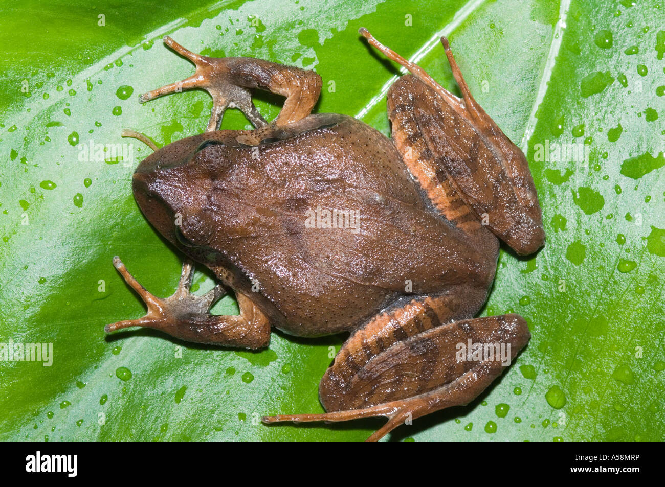 Great Barred Frog (Mixophyes fasciolatus) Lamington National Park ...
