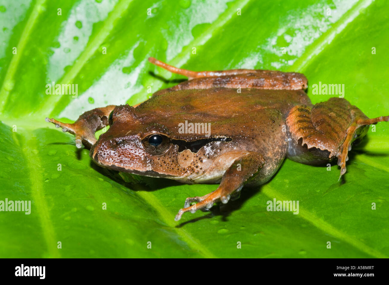 Great Barred Frog (Mixophyes fasciolatus) Lamington National Park ...