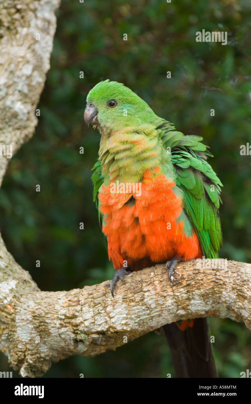 Female parrots hi-res stock photography and images - Alamy