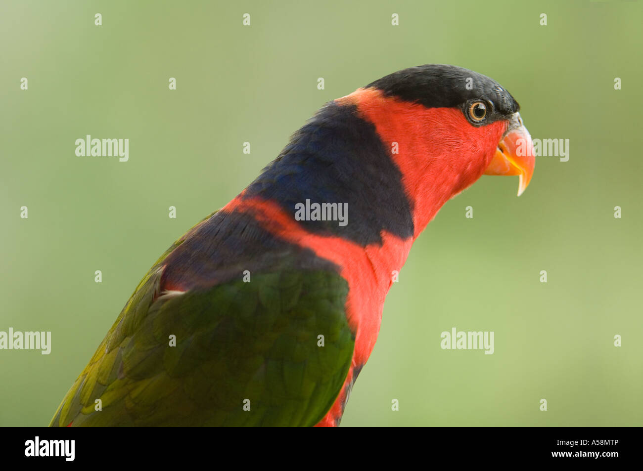 Black-capped Lory (Lorius lory) adult close-up of head and neck "Lory ...