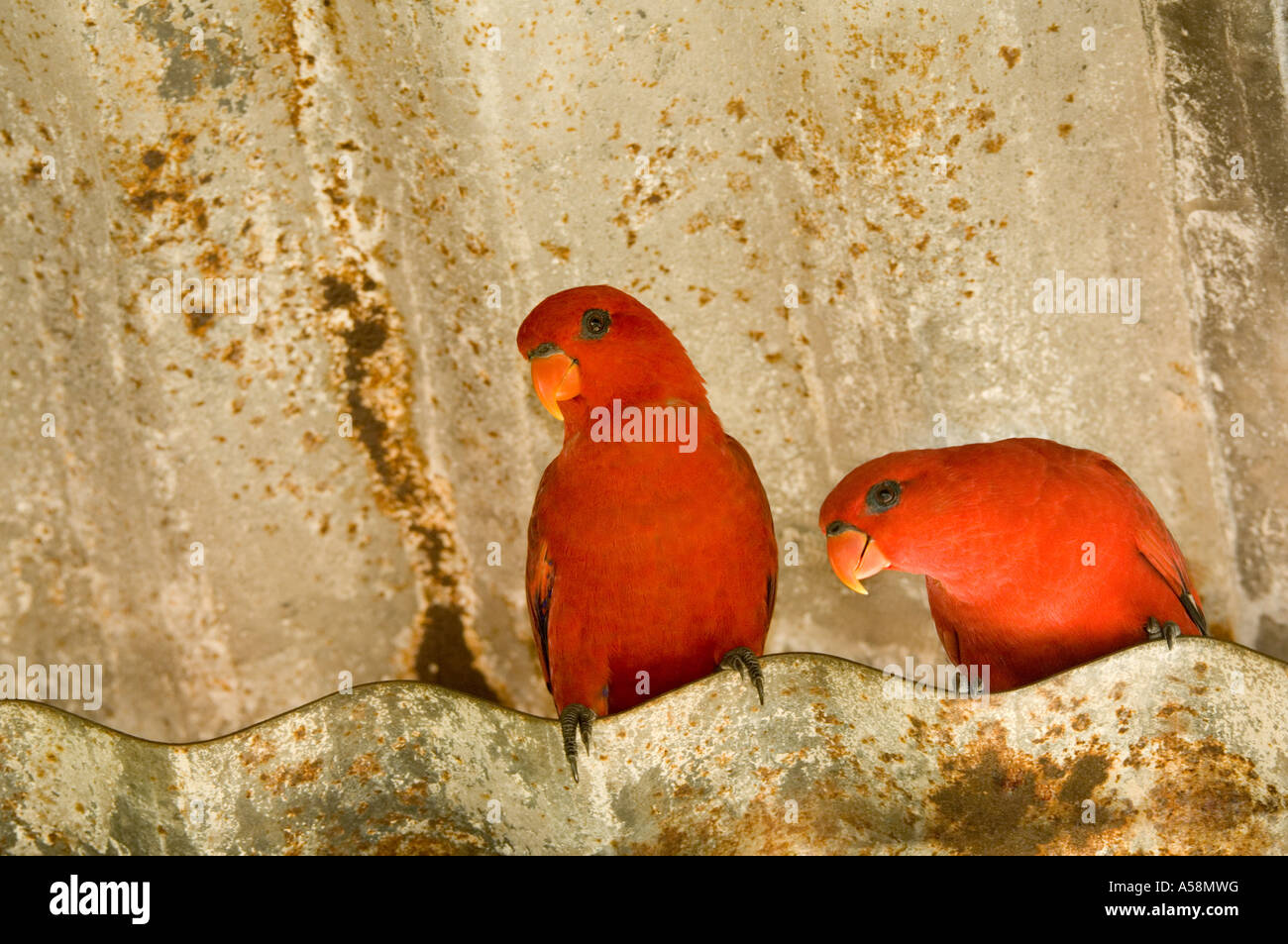 The red lory hi-res stock photography and images - Alamy