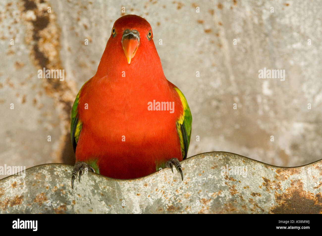 The Chattering Lory (Lorus garrulus) Lory Loft Jurong BirdPark ...