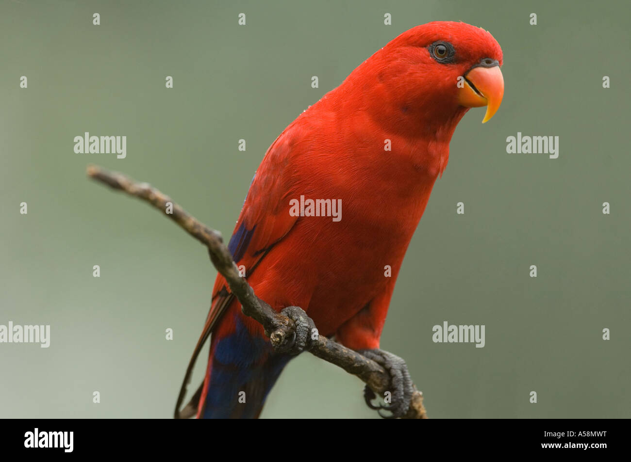 Red Lory (Eos bornea) perch on branch, Lory Loft Jurong BirdPark ...